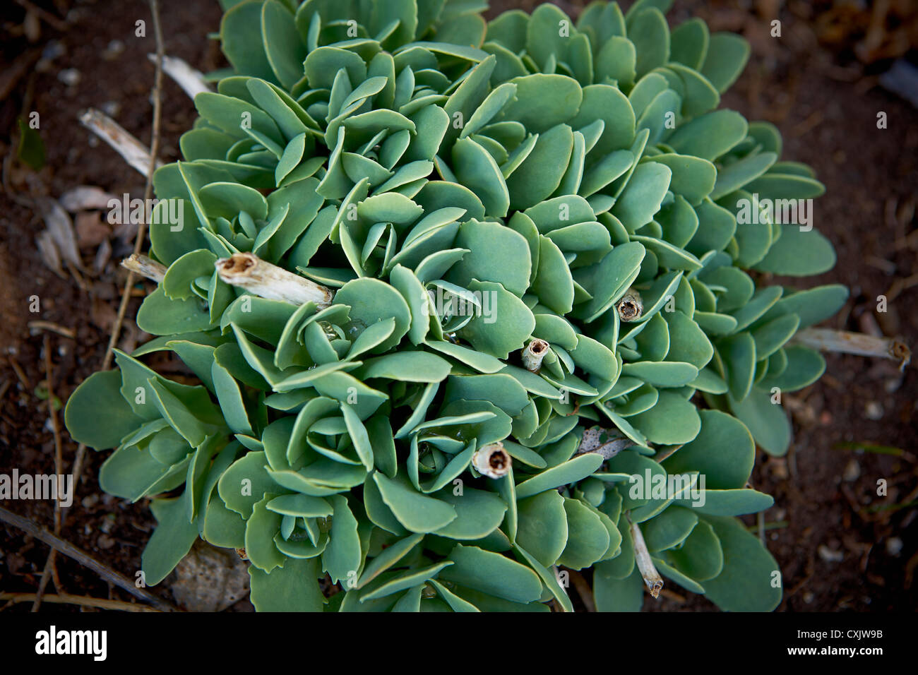 Canada spring close up hi-res stock photography and images - Alamy