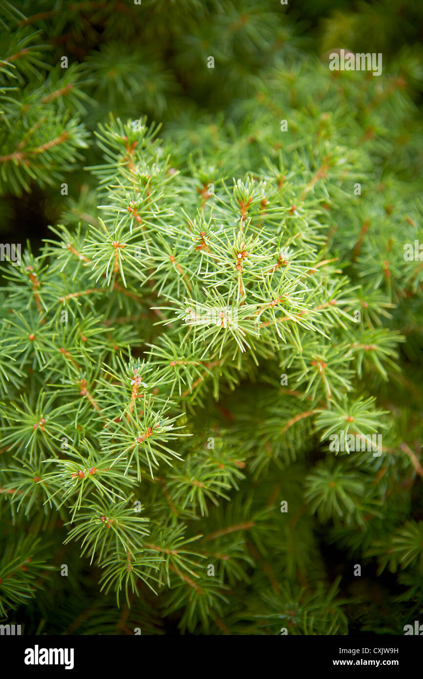 Edwards gardens toronto hi-res stock photography and images - Alamy