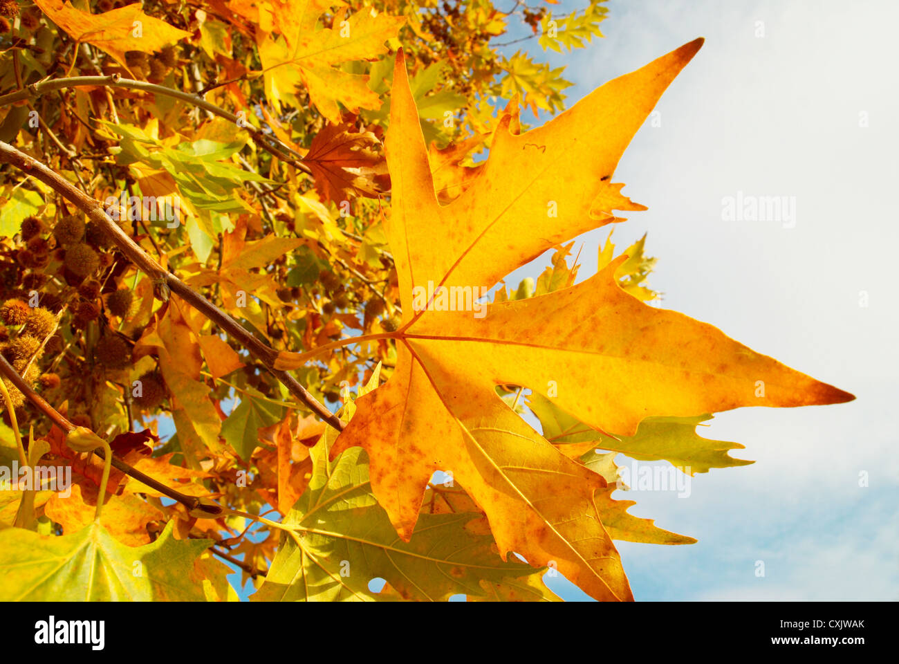 Yellow fall leaves Stock Photo - Alamy