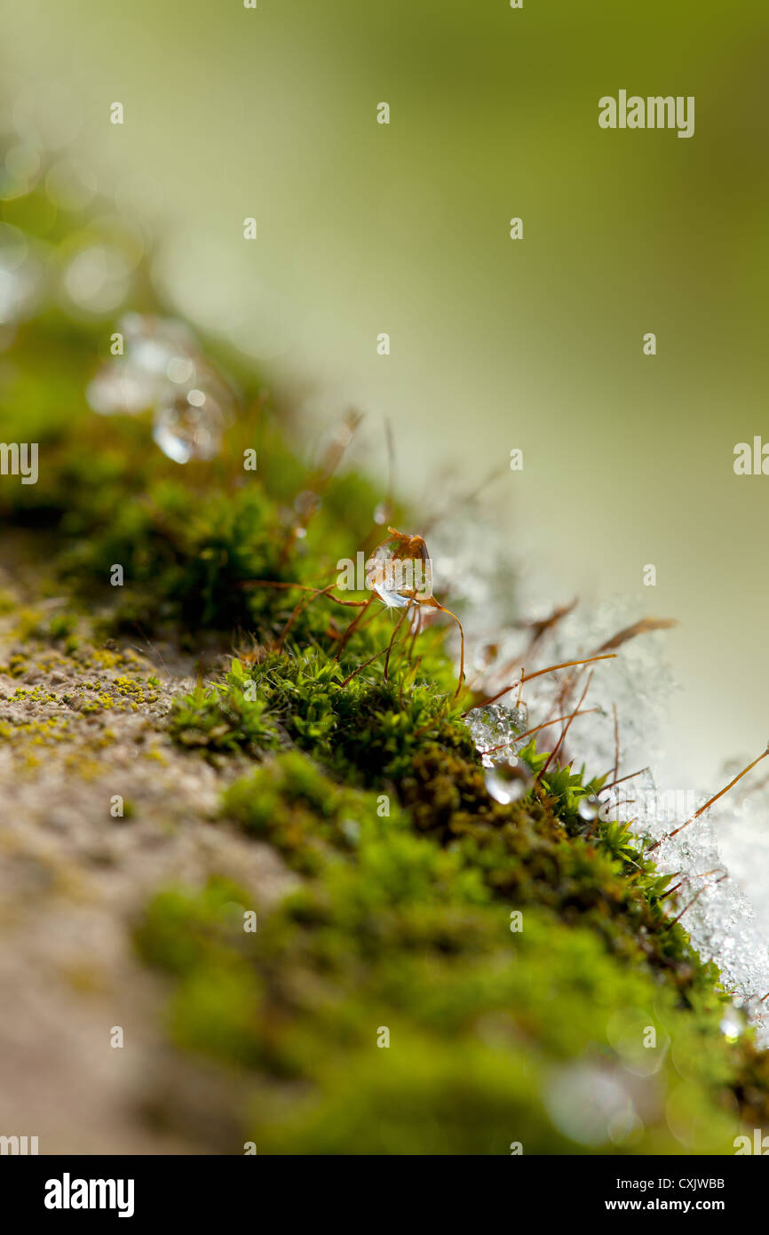 Moss in Winter Stock Photo - Alamy