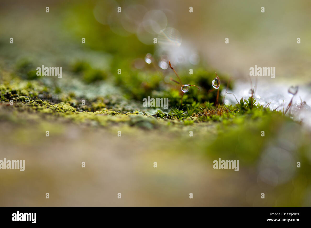 Pflanze Uberwintern High Resolution Stock Photography and Images - Alamy