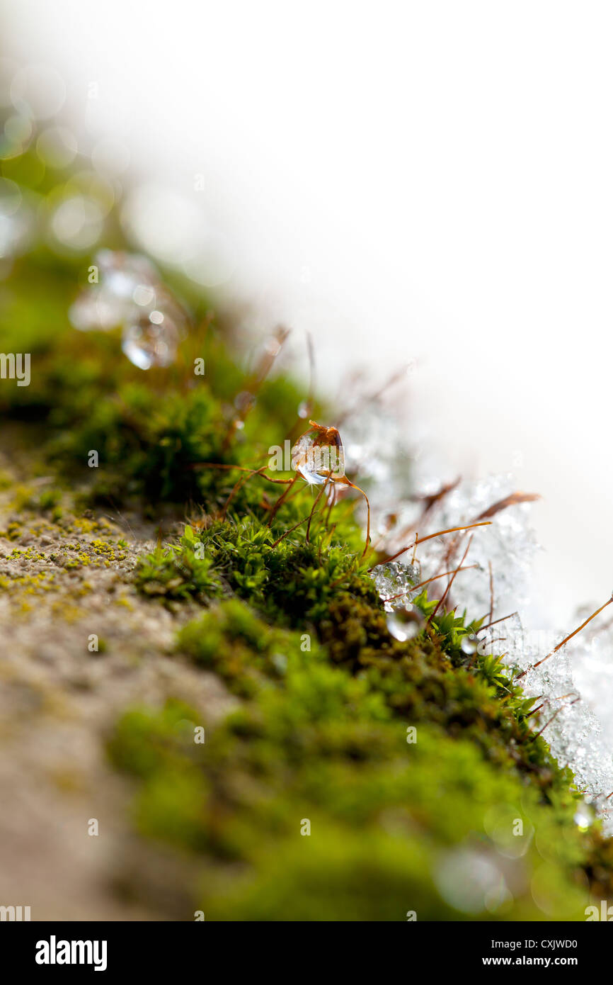Moss in Winter Stock Photo - Alamy