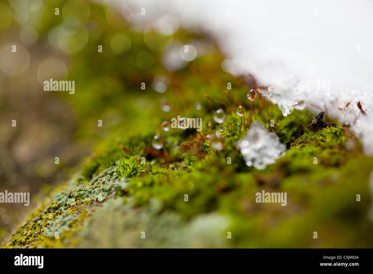 Pflanze uberwintern hi-res stock photography and images - Alamy