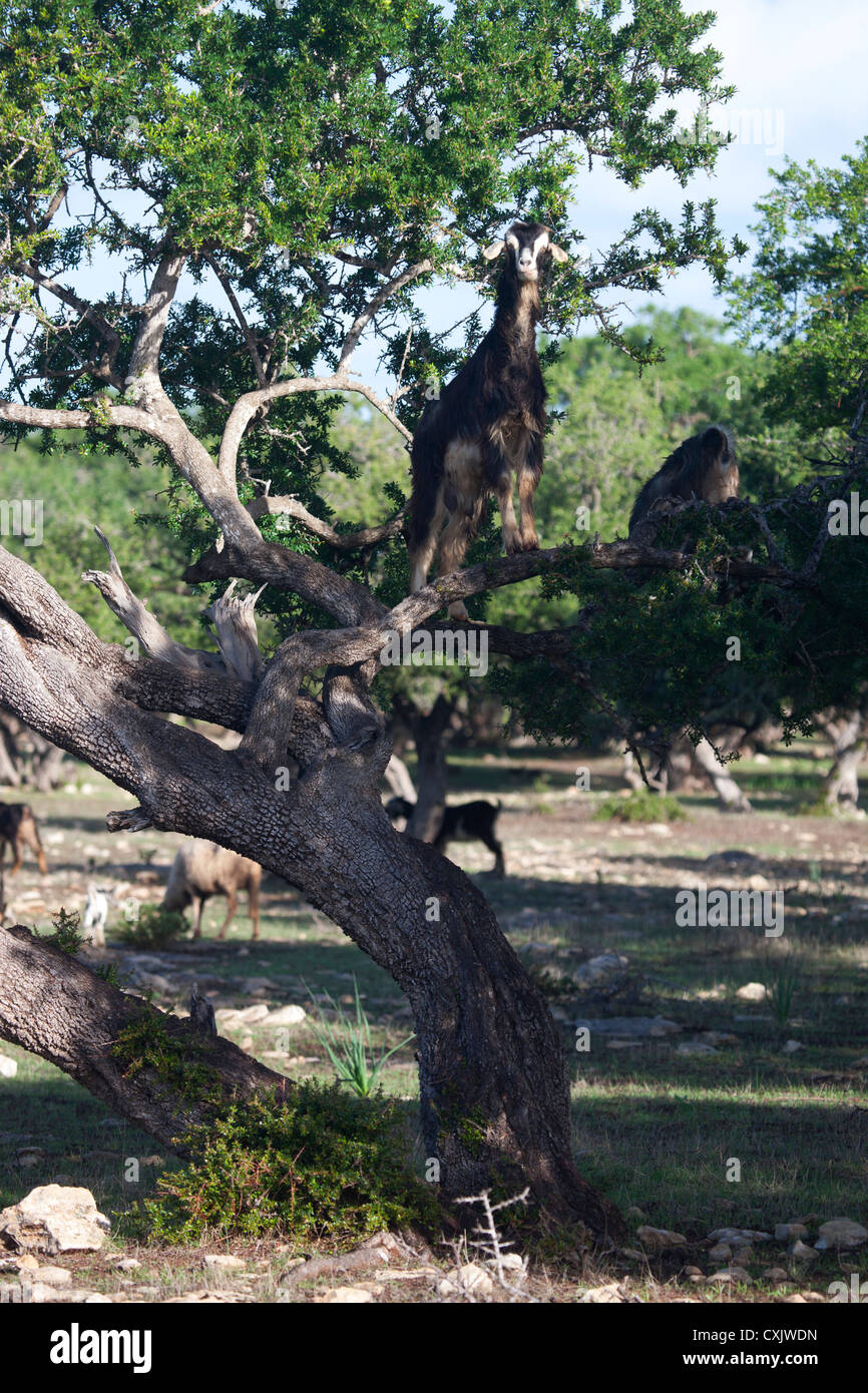 Goats climbing Argan Trees in Morocco Stock Photo - Alamy
