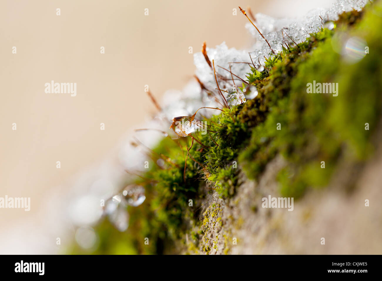 Pflanze uberwintern hi-res stock photography and images - Alamy