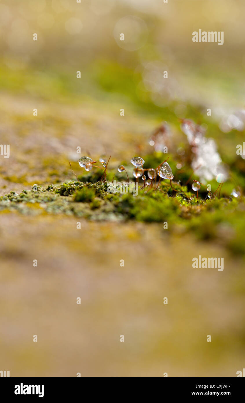 Moss in Winter Stock Photo - Alamy