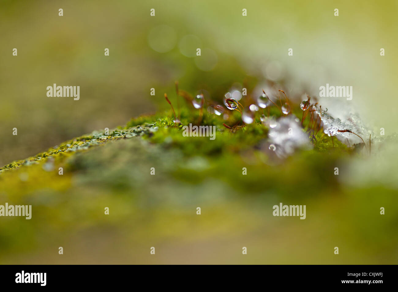Moss in Winter Stock Photo - Alamy