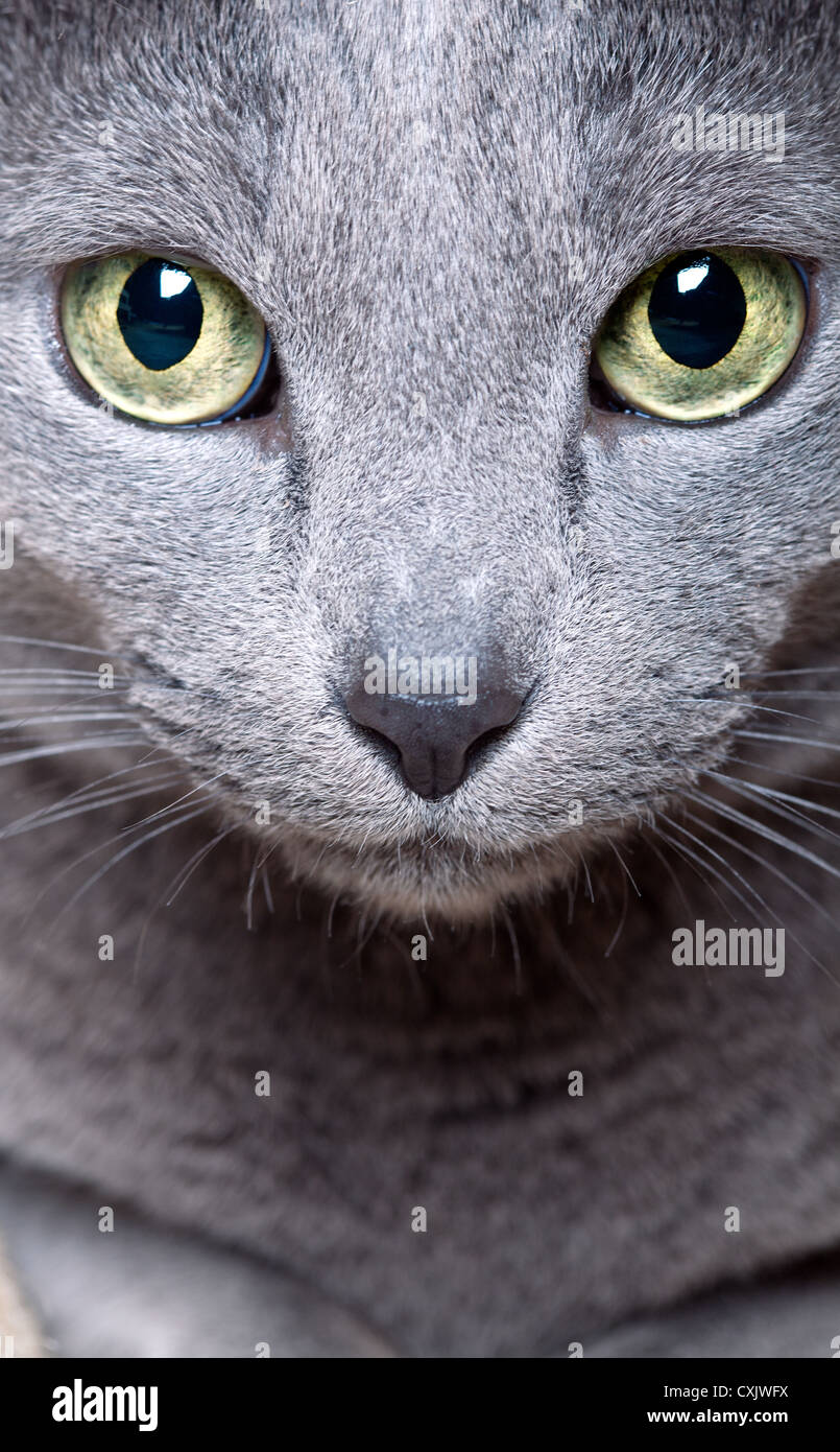 Cat face and eyes Stock Photo - Alamy
