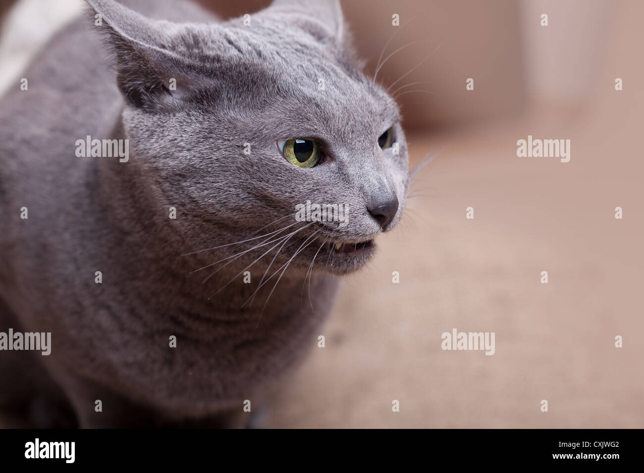 Cat face and eyes Stock Photo - Alamy