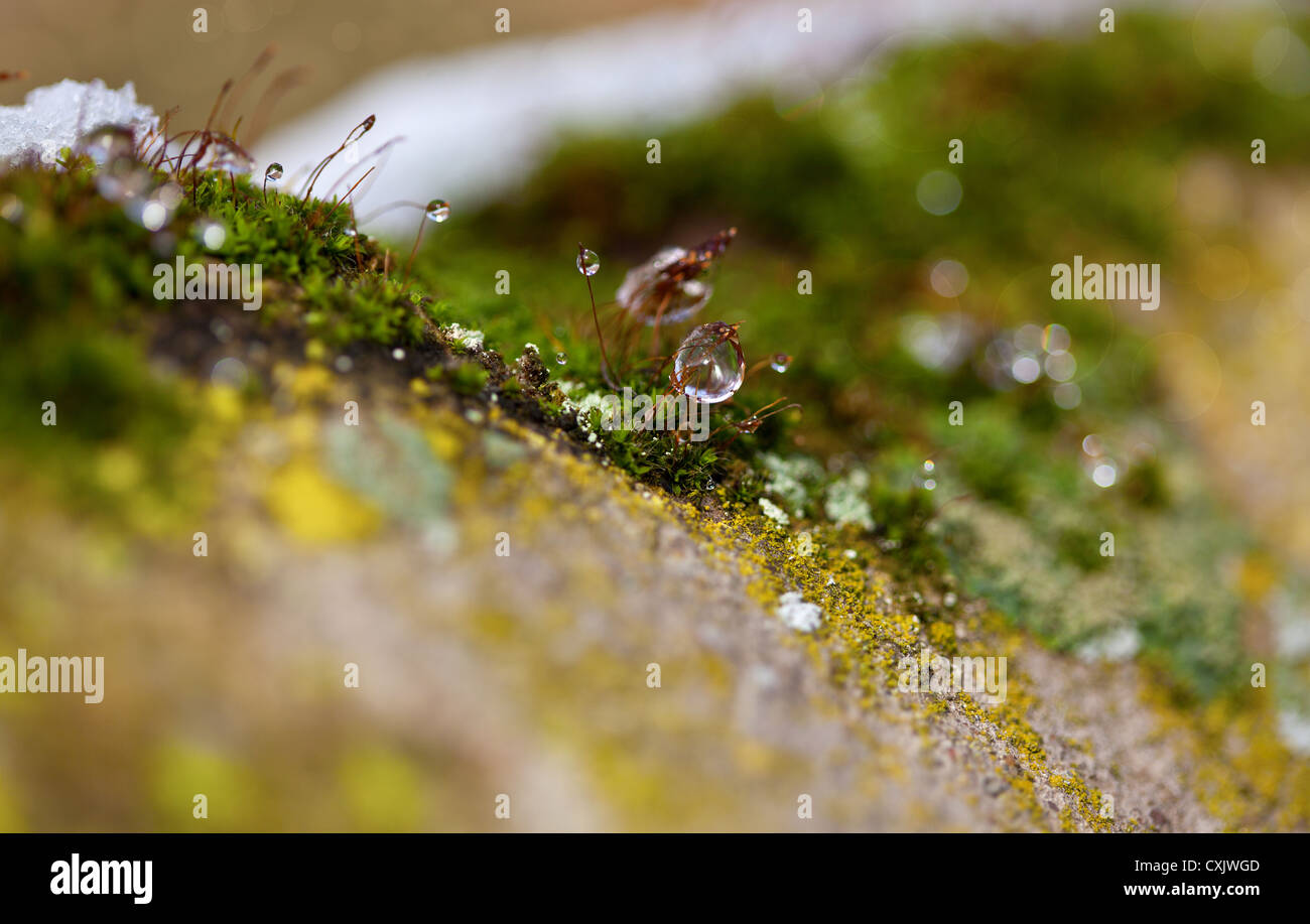 Moss in Winter Stock Photo - Alamy