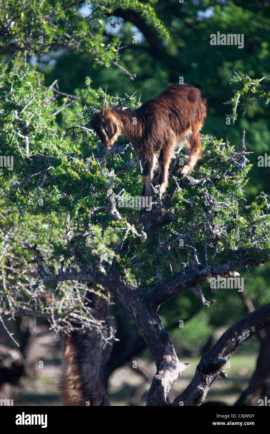 Moroccan Goats Climbing Argan Trees