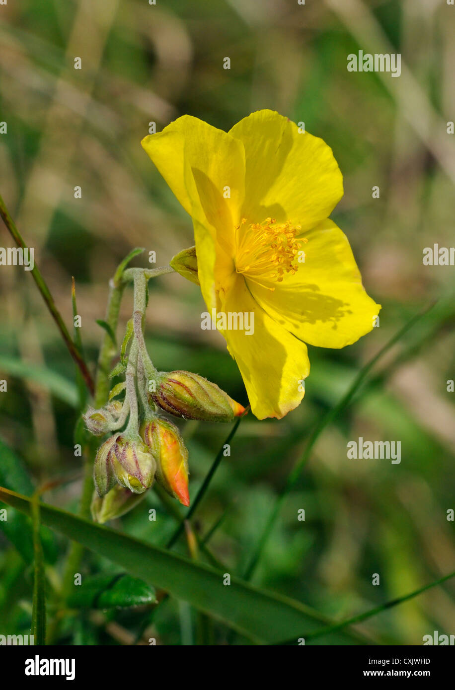 Common Rock-rose - Helianthemum nummularium Stock Photo - Alamy