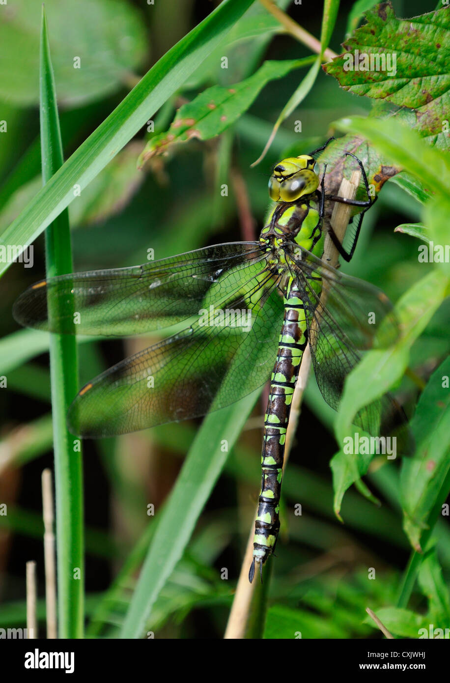 Southern Hawker Dragonfly - Aeshna cyanea, female Stock Photo - Alamy
