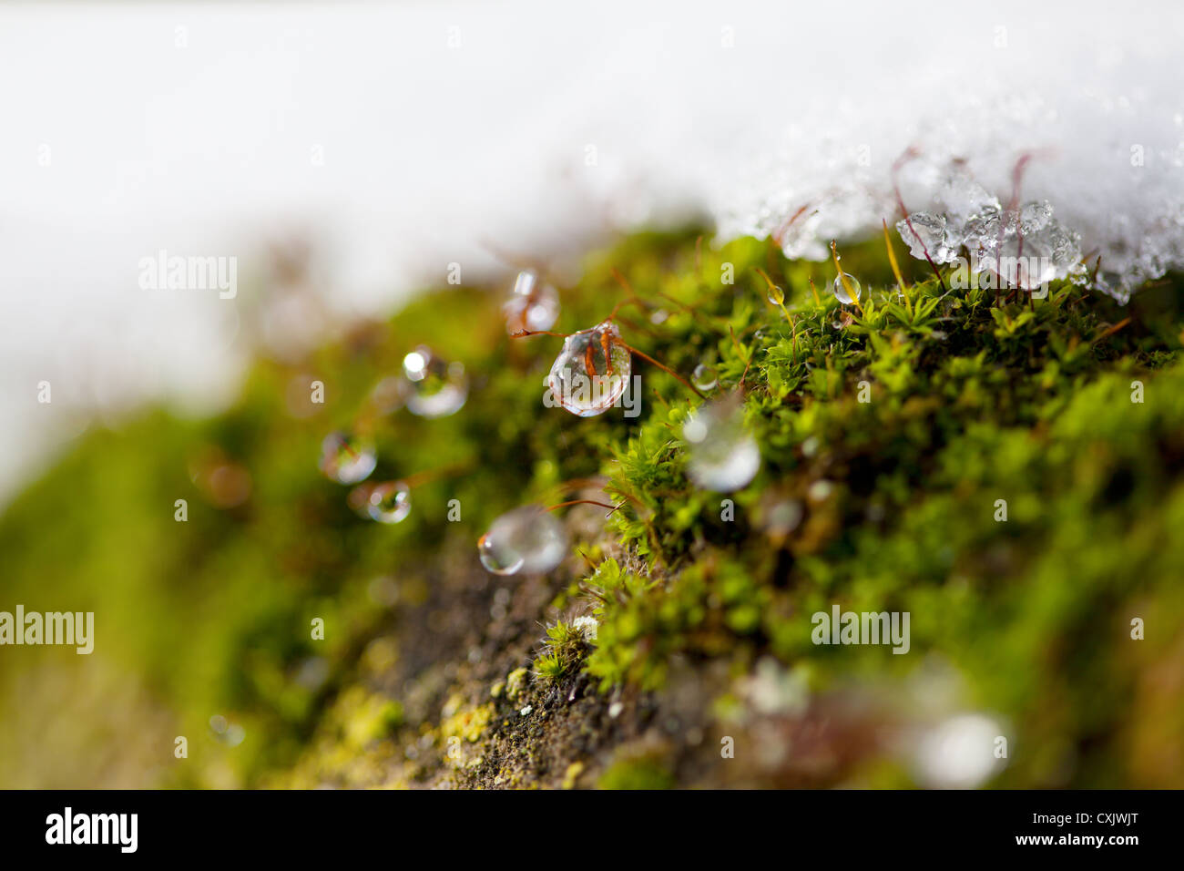 Moss in Winter Stock Photo - Alamy