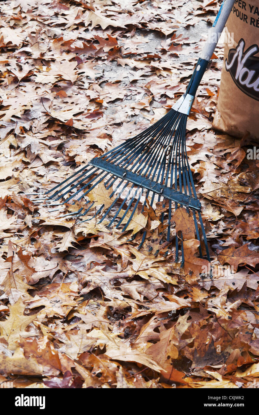 Autumn Leaves, Rake and Yard Waste Bag Stock Photo - Alamy