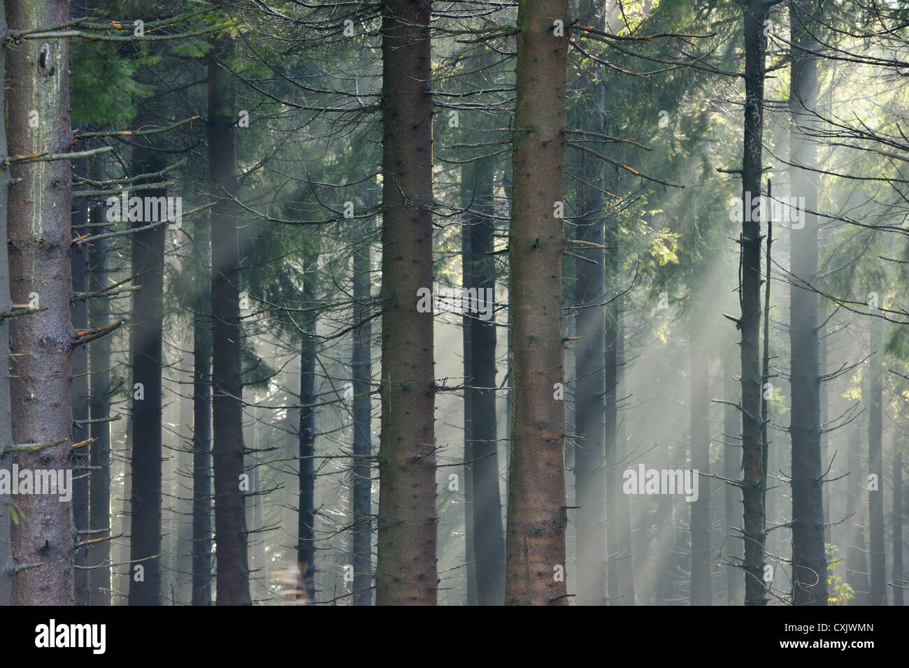 Forest after Rain, Rhon Mountains, Bavaria, Germany Stock Photo - Alamy