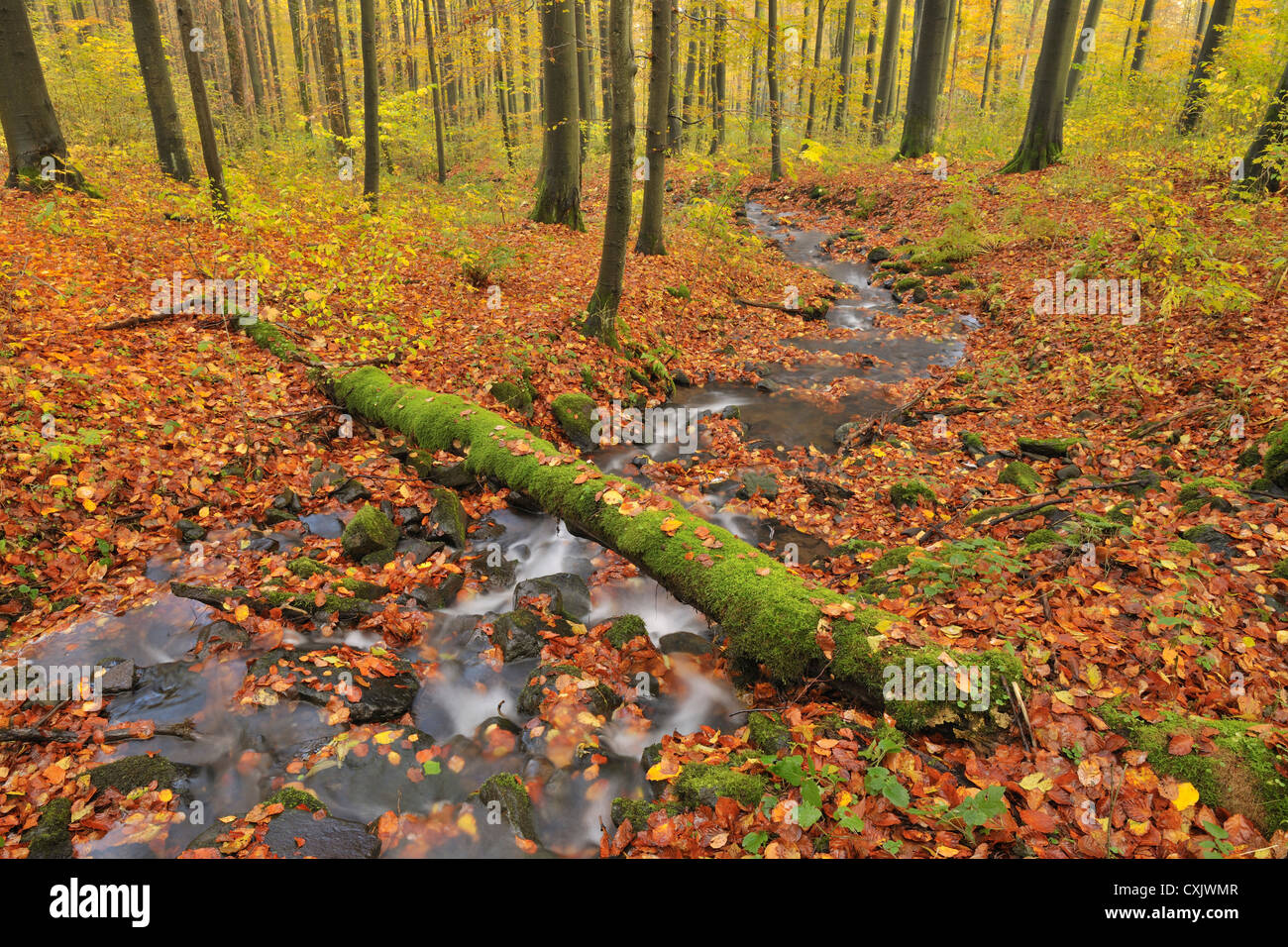 Stream in Autumn Forest, Rhon Mountains, Hesse, Germany Stock Photo - Alamy