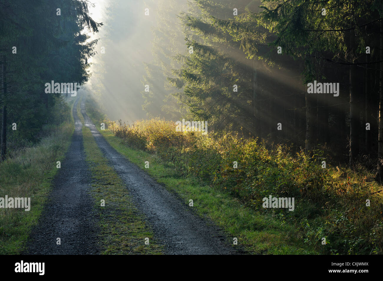 Path through Forest after Rain, Rhon Mountains, Bavaria, Germany Stock ...