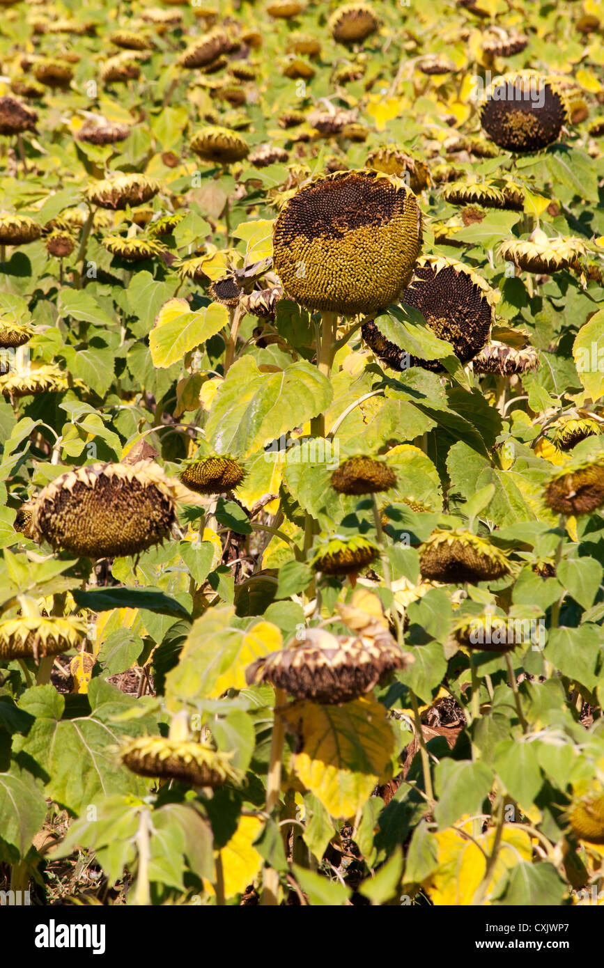 Drying sunflower hi-res stock photography and images - Alamy