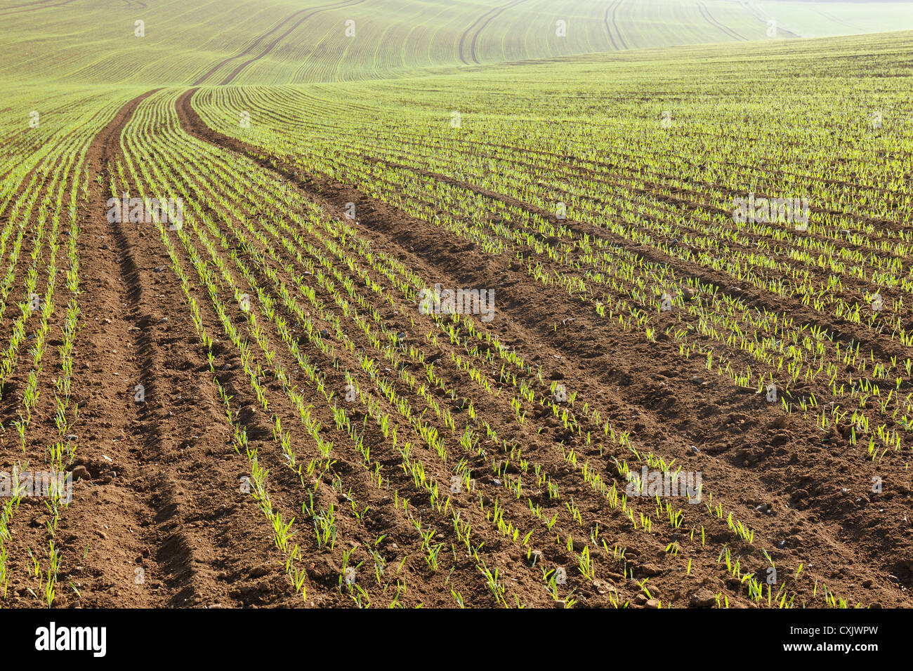 Sowed Field in Early Spring, Franconia, Bavaria, Germany Stock Photo ...