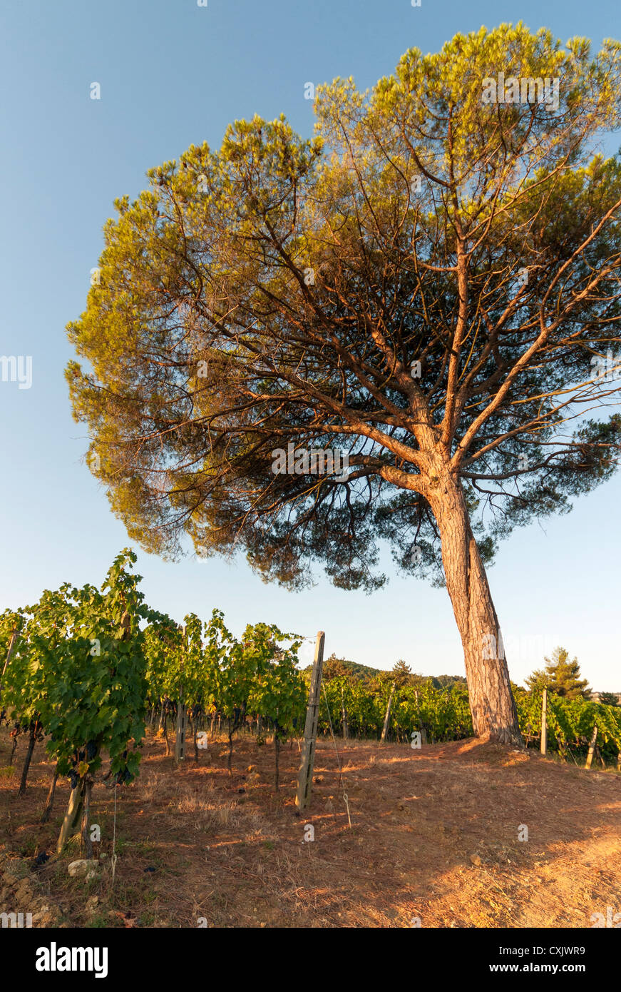 Italy tuscany pine tree hi-res stock photography and images - Alamy