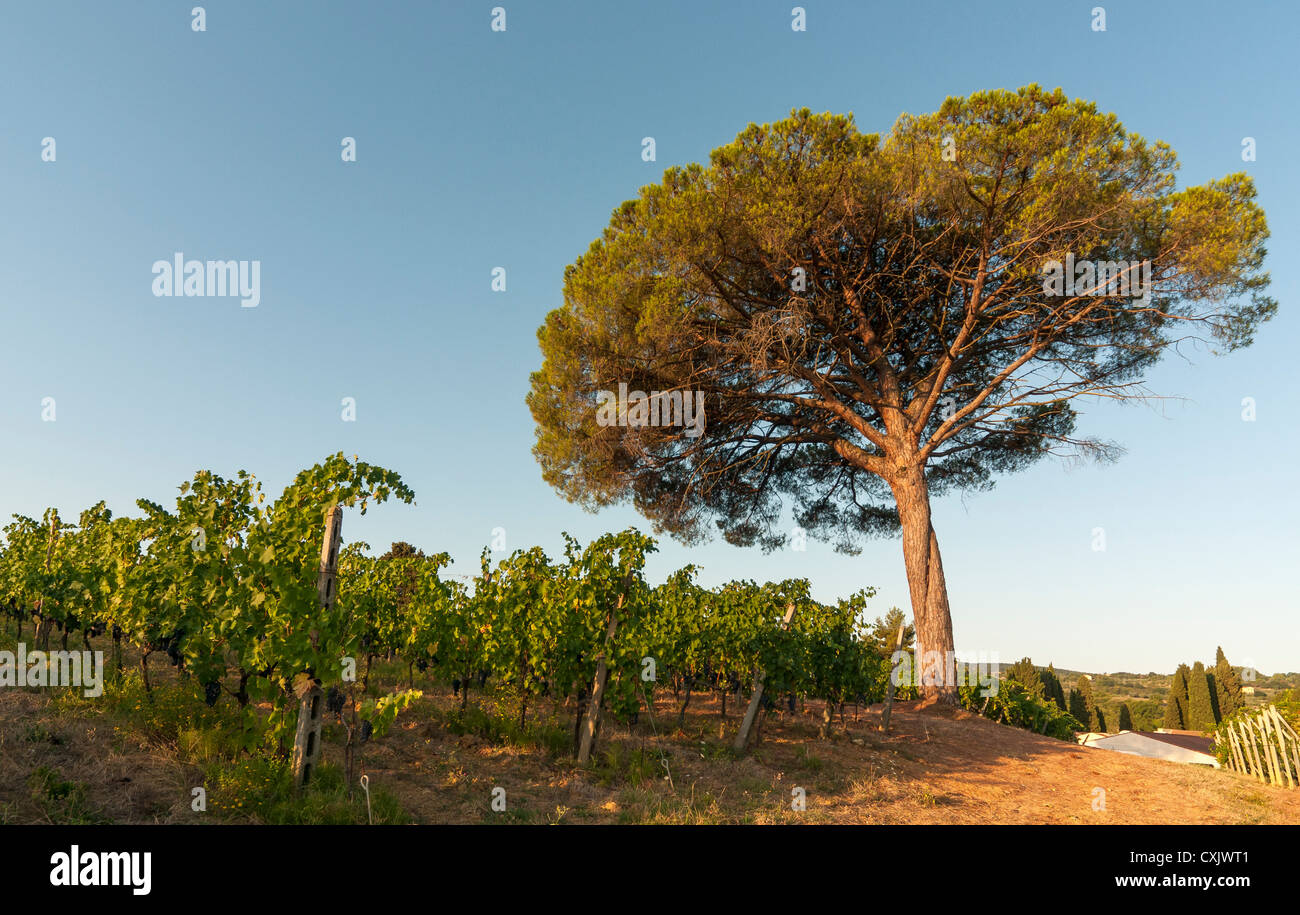 Landscape with Vineyard and Pine Tree near Casciana Terme, Tuscany ...