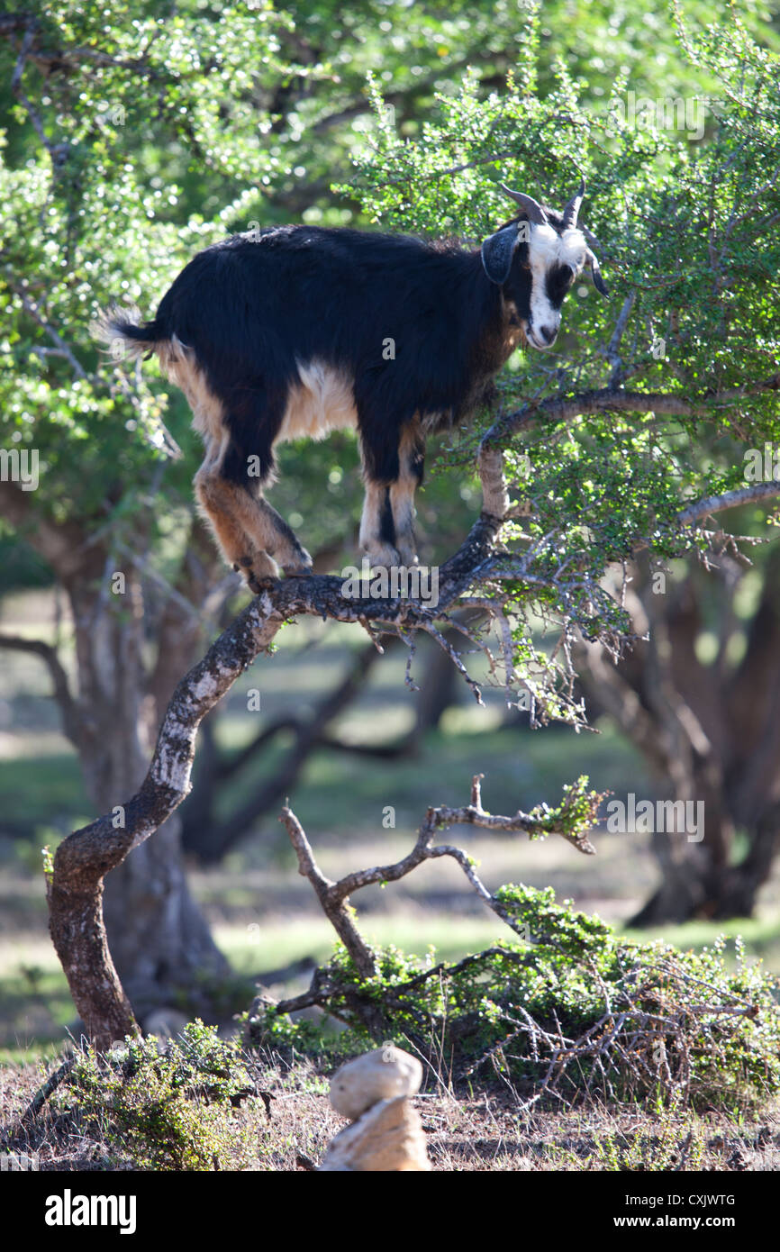 Goat climbing trees hi-res stock photography and images - Alamy