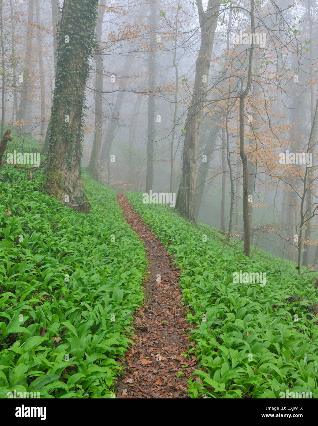 Misty forest pathway no people hi-res stock photography and images - Alamy