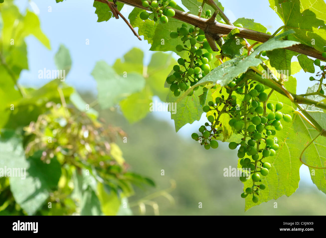 Green grapes cluster hi-res stock photography and images - Alamy