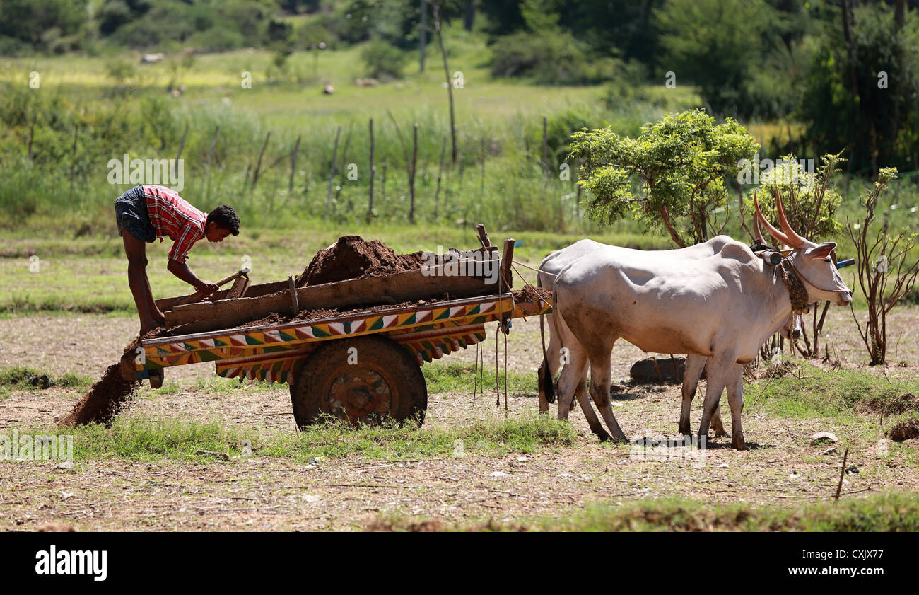 Compost Animals High Resolution Stock Photography and Images - Alamy
