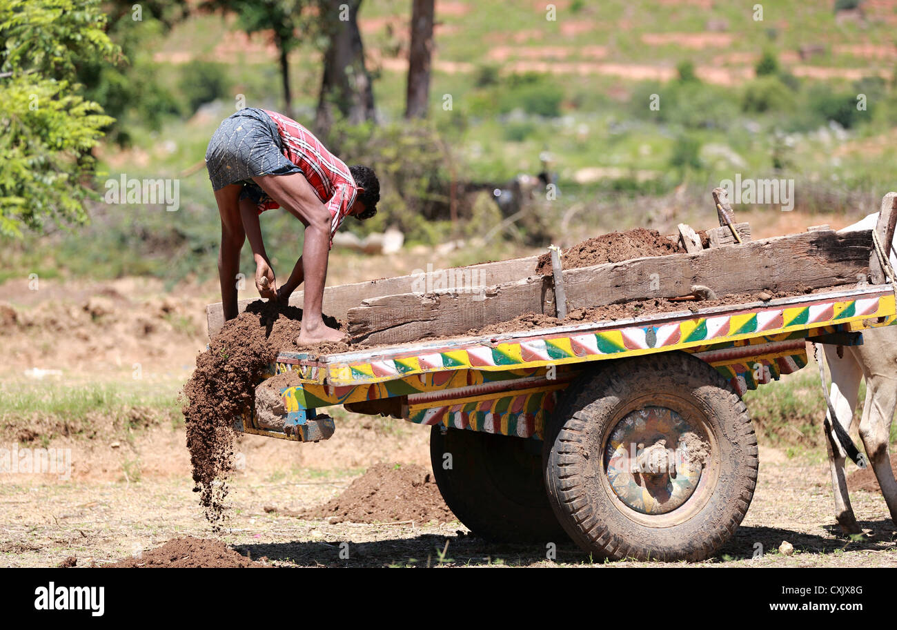 Young farmer spreading compost on his land Andhra Pradesh South India ...