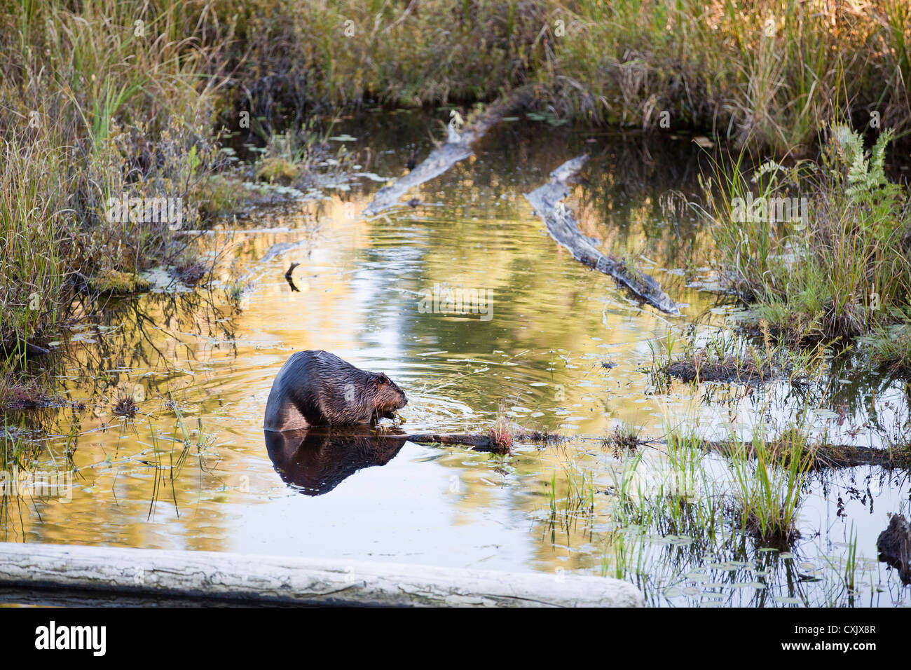 Beaver profile view picture hi-res stock photography and images - Alamy