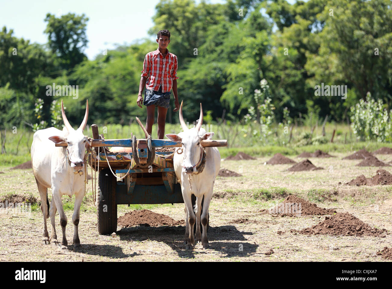 Young farmer spreading compost on his land Andhra Pradesh South India ...