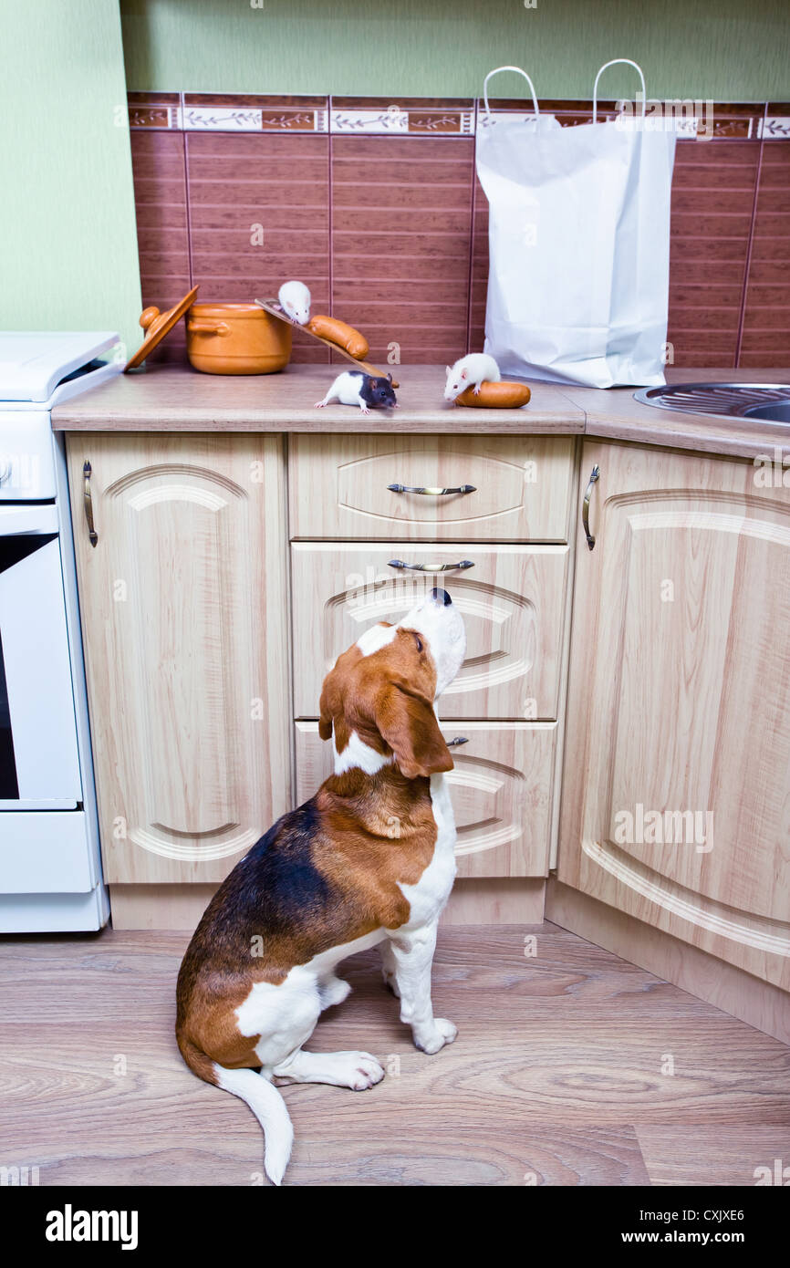 Kitchen pilferers. Now we know who steals meal! Stock Photo - Alamy