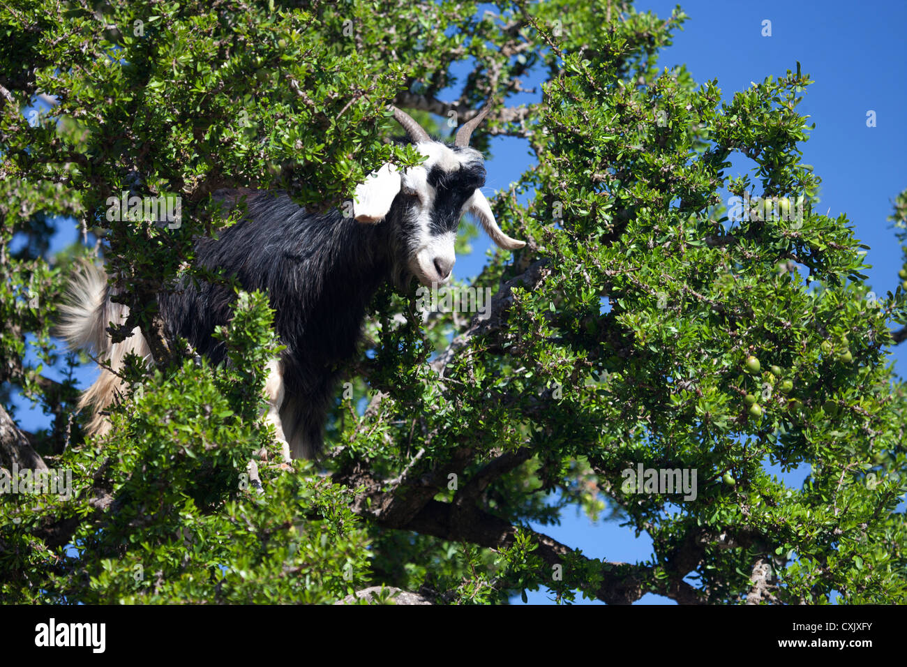 Goats climbing Argan Trees in Morocco Stock Photo - Alamy