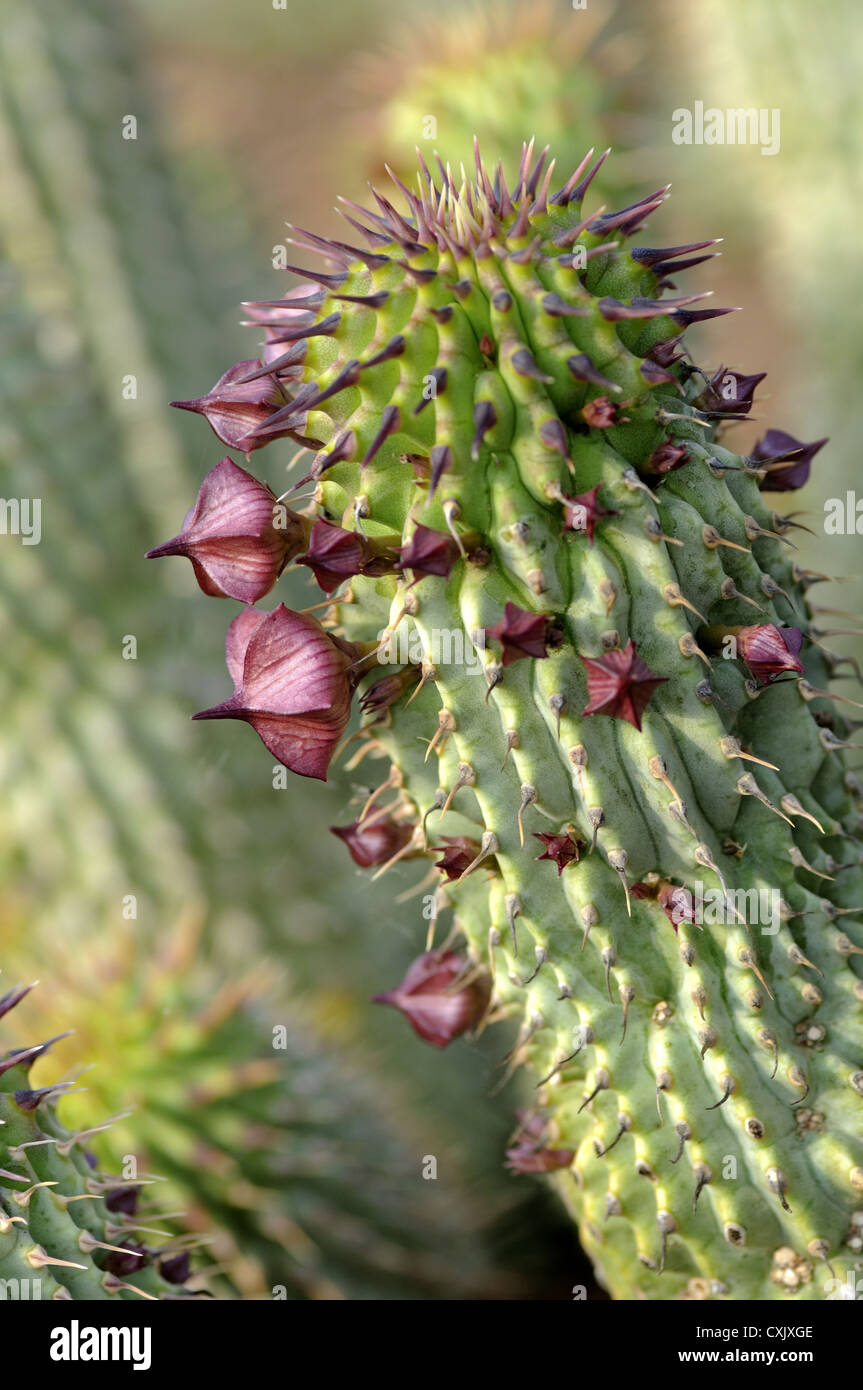 Hoodia gordonii hi-res stock photography and images - Alamy