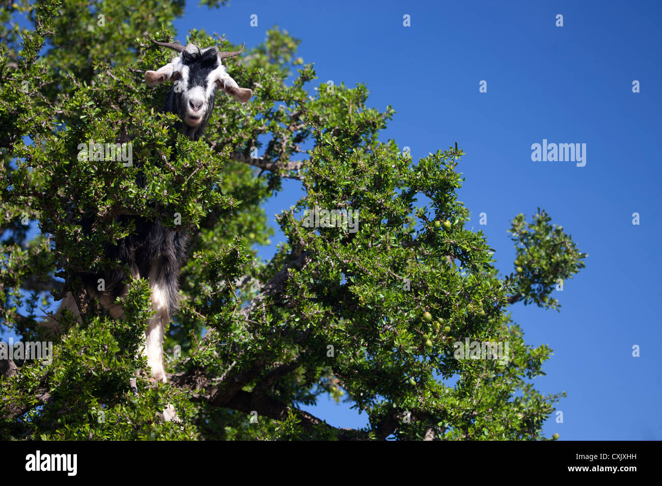 Goats climbing Argan Trees in Morocco Stock Photo - Alamy