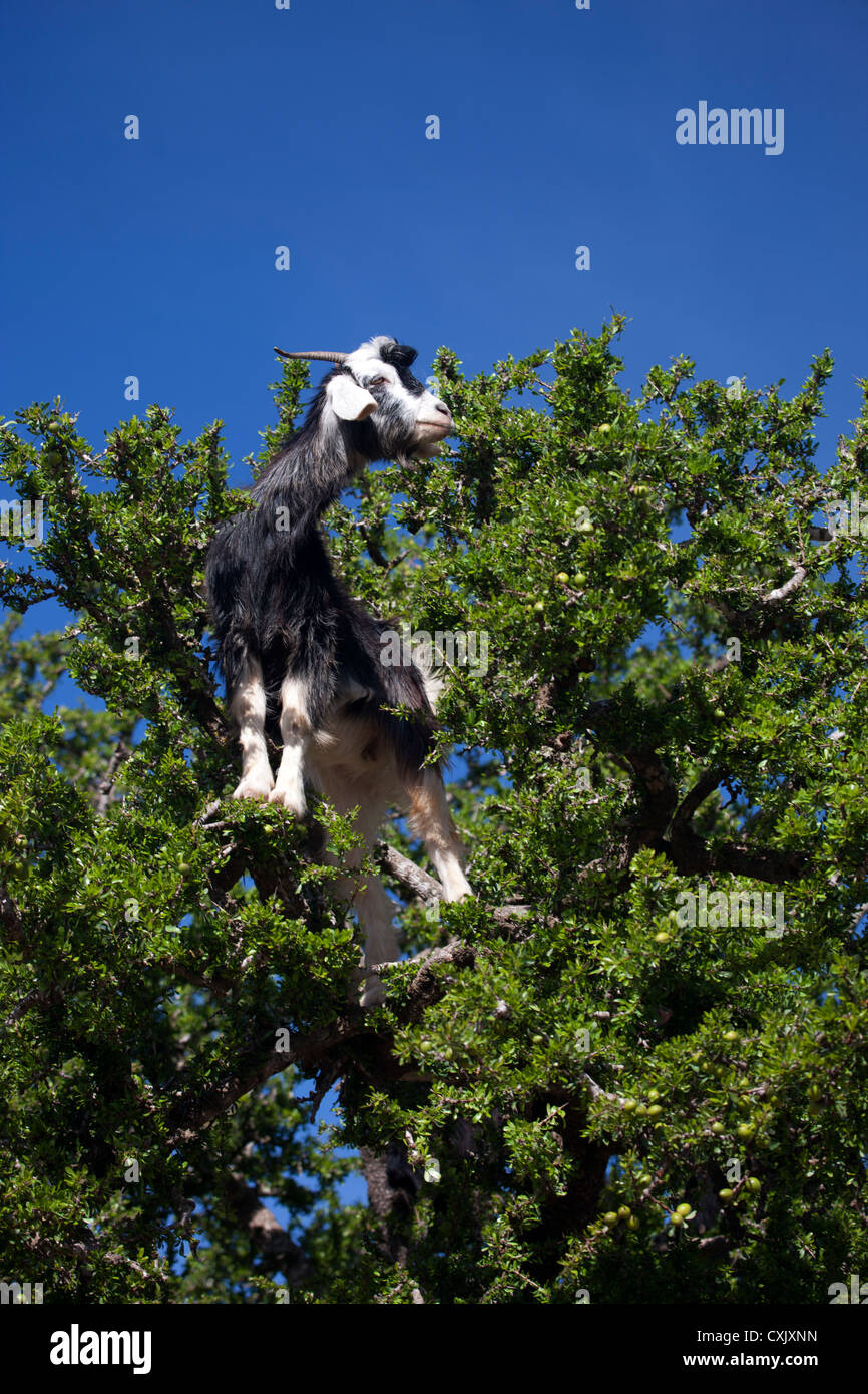 Goats climbing Argan Trees in Morocco Stock Photo - Alamy
