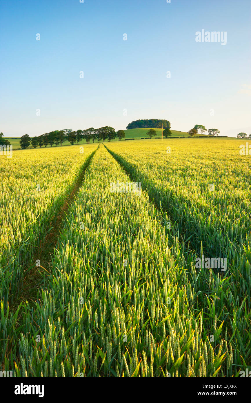 Wheat Field, Dumfries and Galloway, Scotland Stock Photo - Alamy