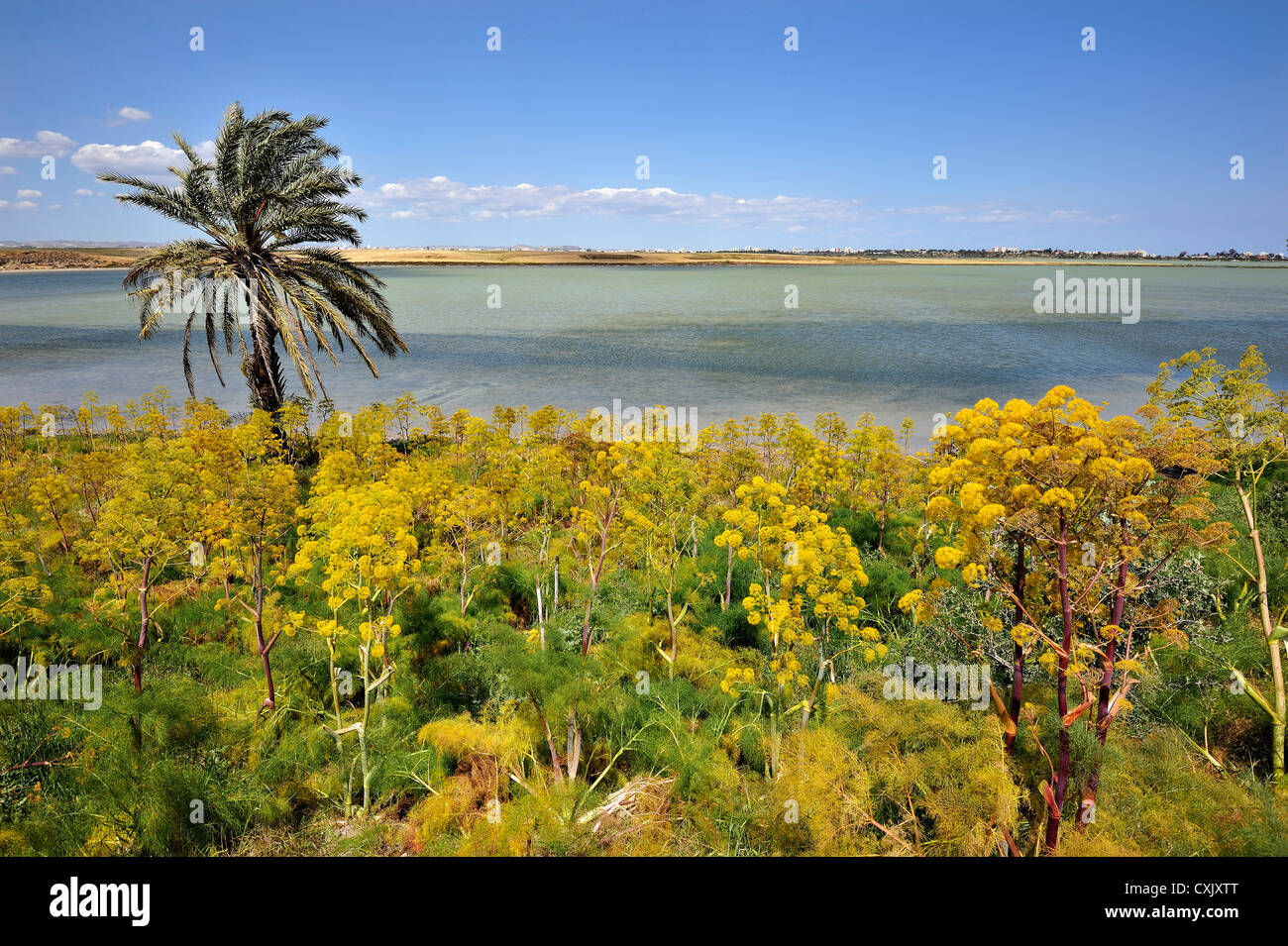 Giant Tangier Fennel and lone palm-tree above the salt lake near ...