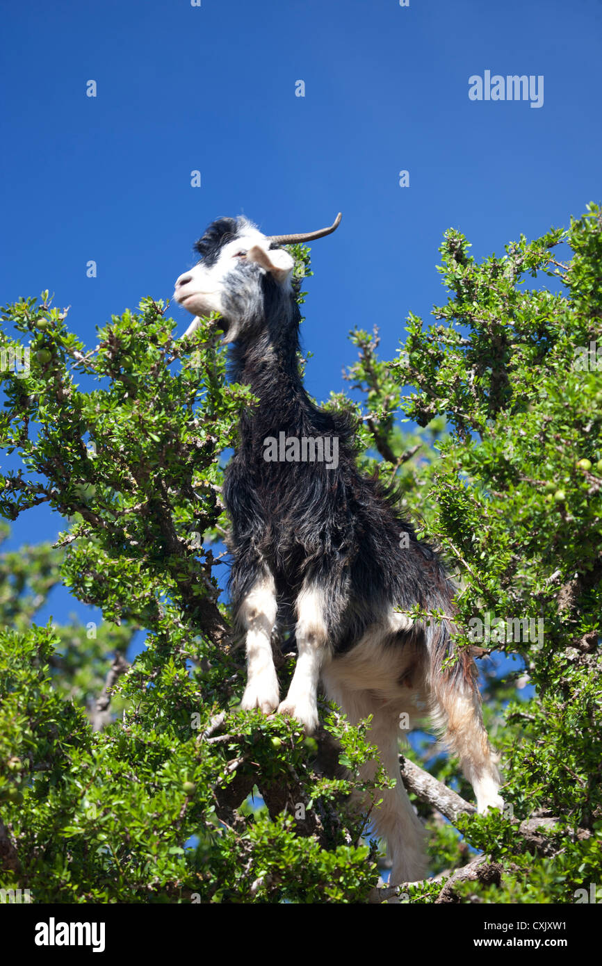 Goats climbing Argan Trees in Morocco Stock Photo - Alamy
