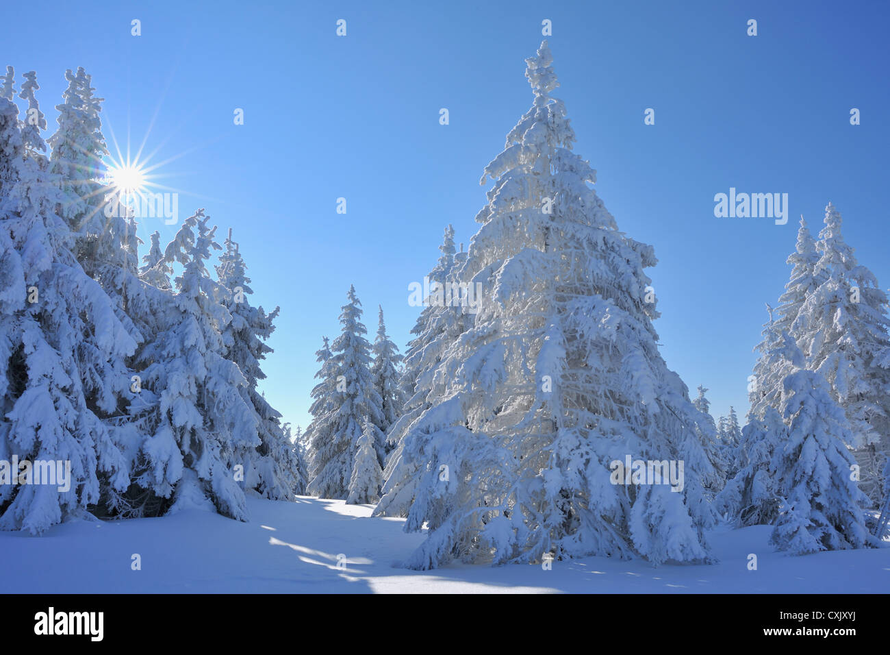 Snow Covered Conifer Trees with Sun, Grosser Beerberg, Suhl, Thuringia ...