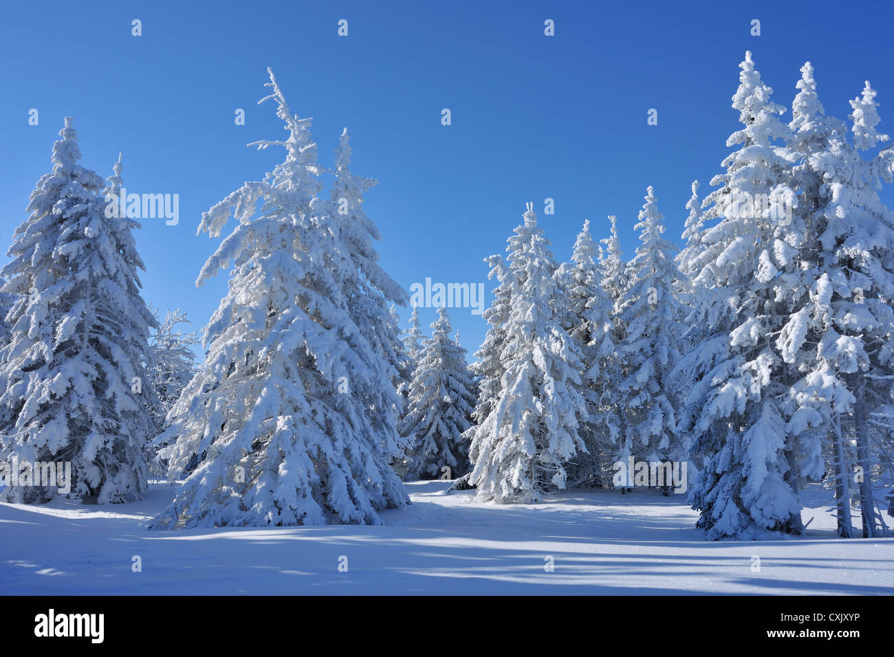 Snow Covered Conifer Trees, Grosser Beerberg, Suhl, Thuringia, Germany ...