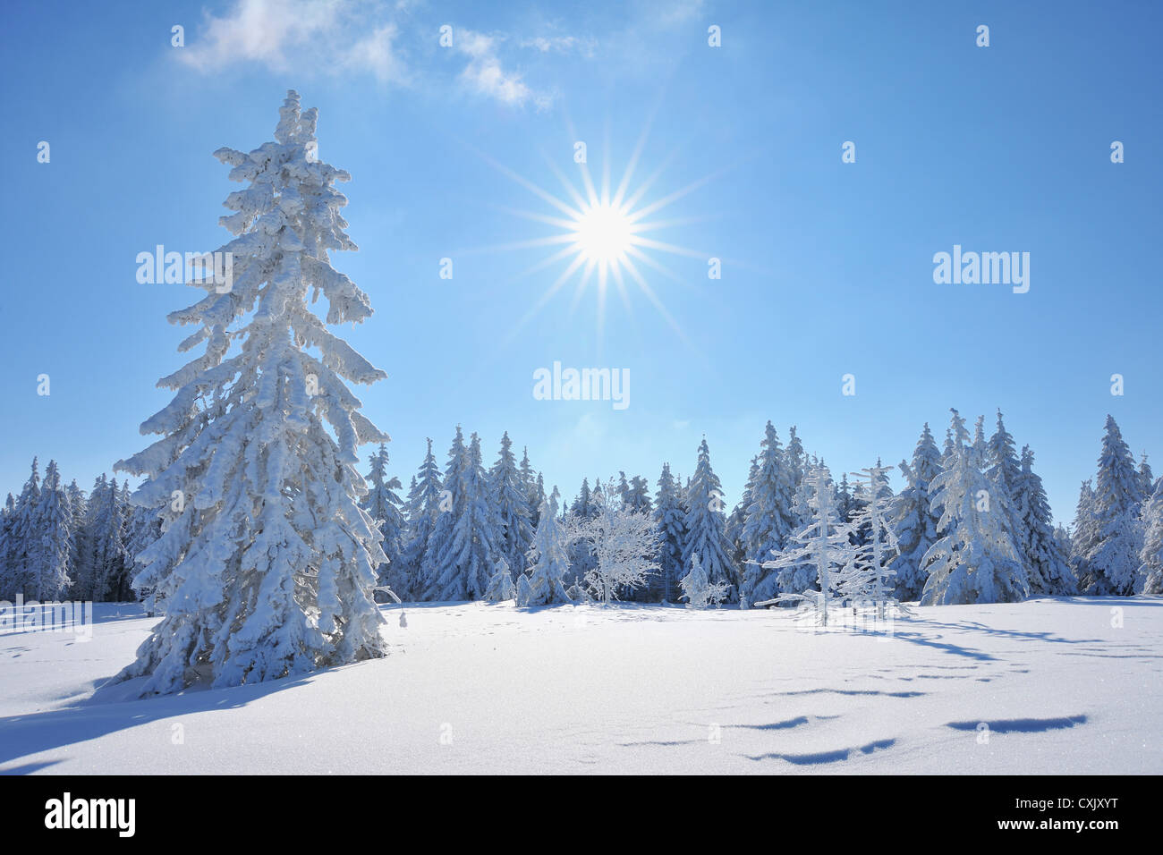 Snow Covered Conifer Trees with Sun, Grosser Beerberg, Suhl, Thuringia ...