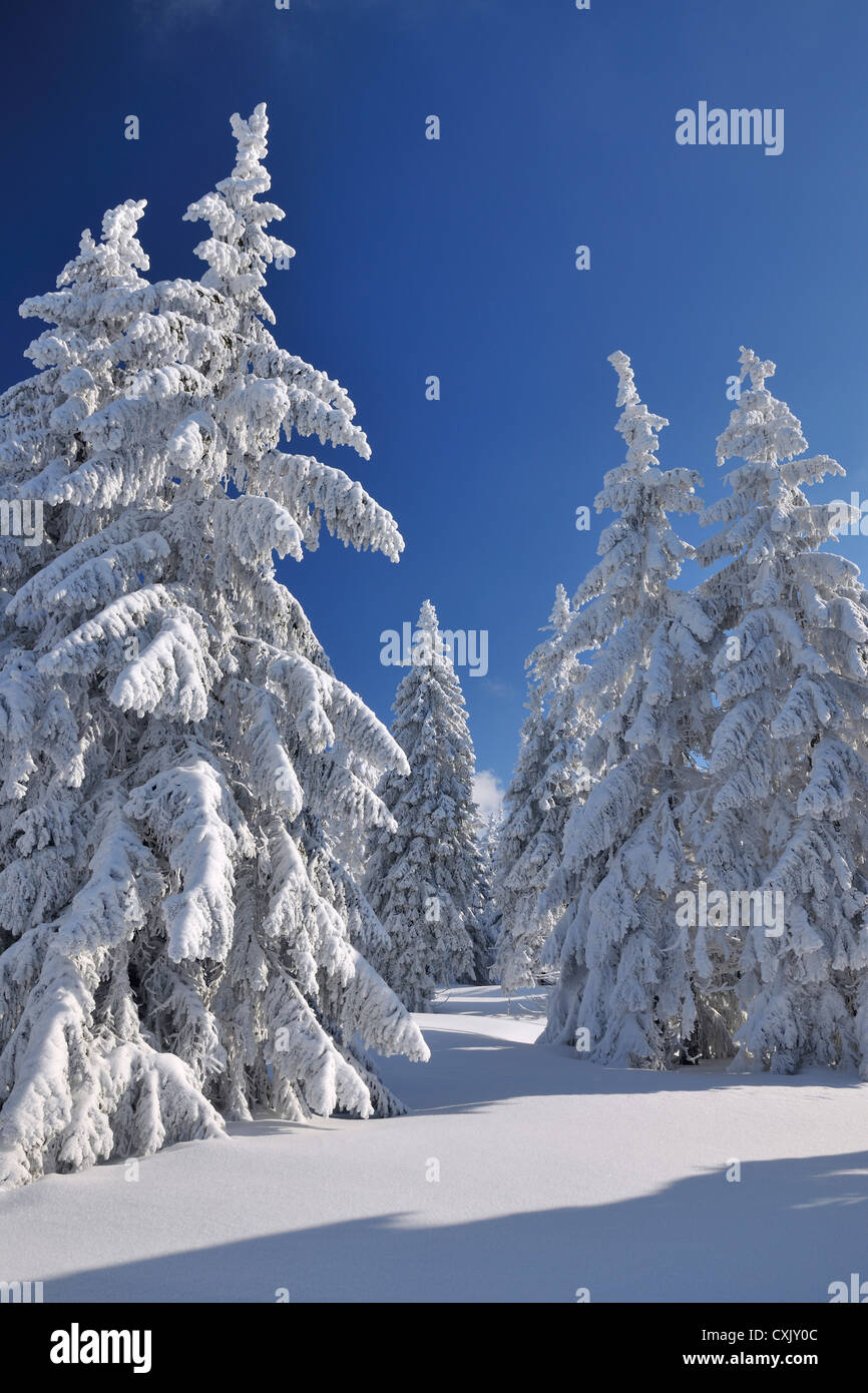 Snow Covered Conifer Trees, Grosser Beerberg, Suhl, Thuringia, Germany ...