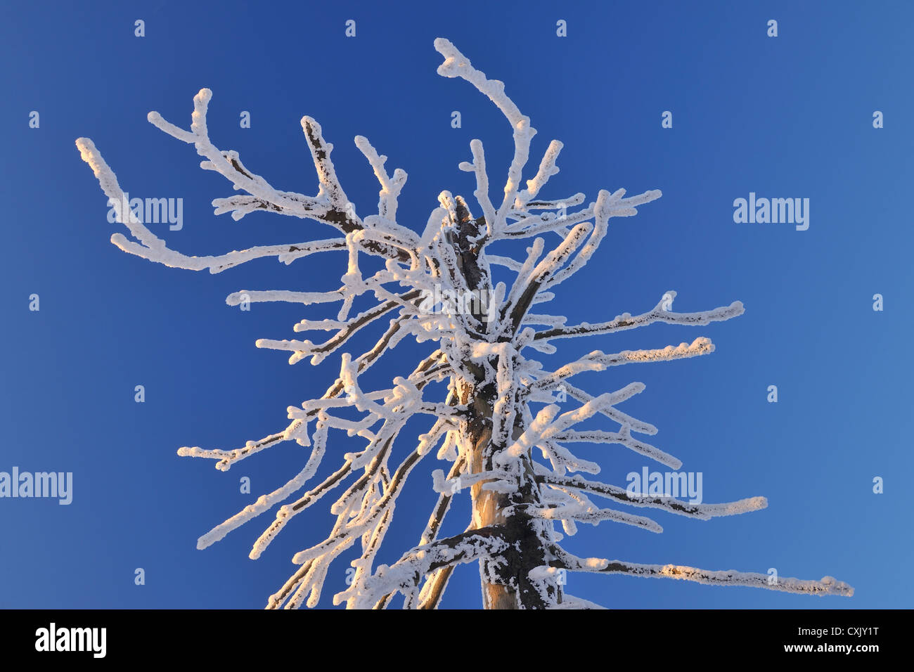 Snow Covered Conifer Tree Branch, Grosser Inselsberg, Brotterode ...