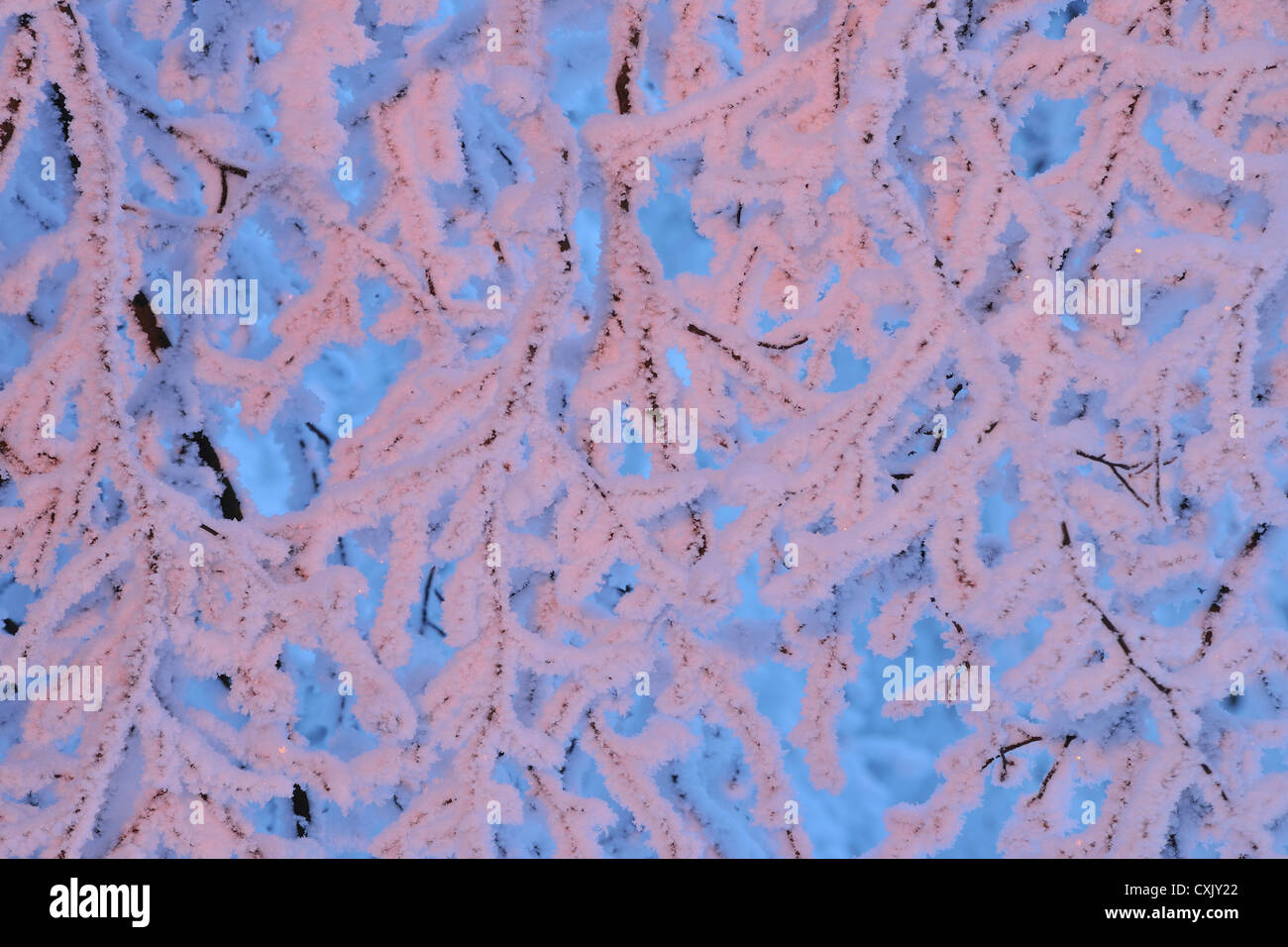 Snow Covered Branch at Dusk, Grosser Inselsberg, Brotterode, Thuringia ...