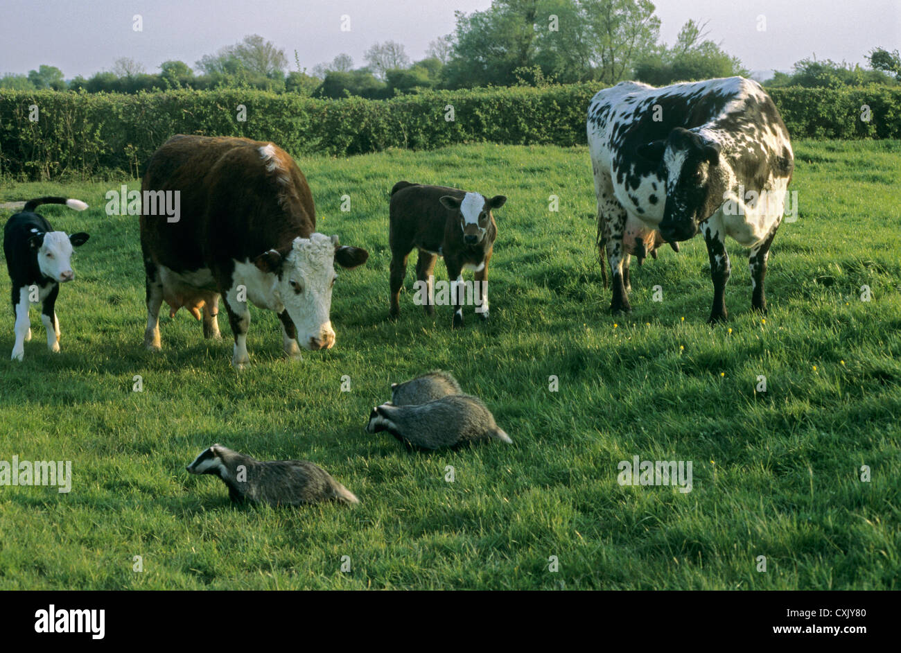 Bovine tuberculosis cattle hi-res stock photography and images - Alamy