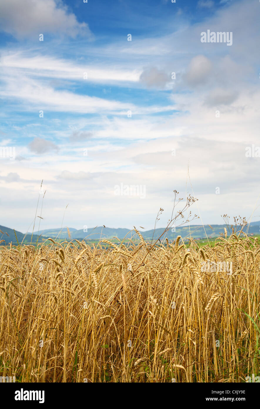 Gold wheat field Stock Photo - Alamy