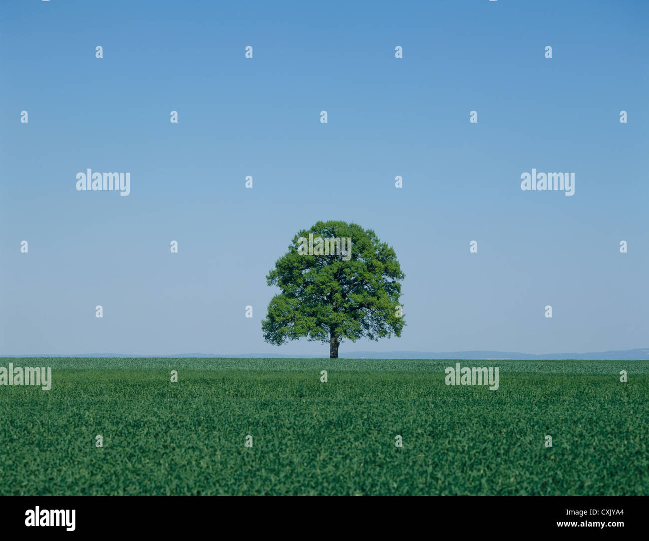 One tree and grassland Stock Photo - Alamy